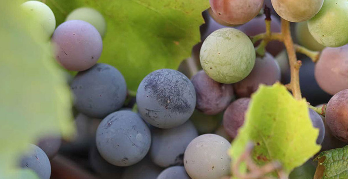Blog - Primitivo & Zinfandel เรื่องเล่าขององุ่นพลัดถิ่น | WINE-NOW