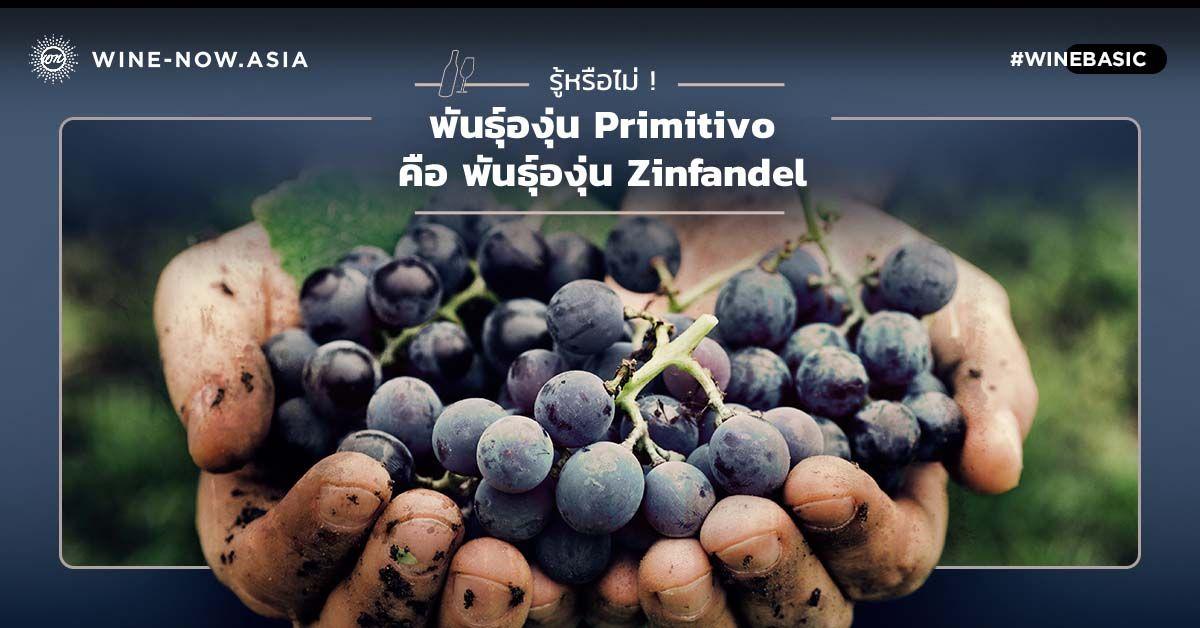 Blog - รู้หรือไม่ ? พันธุ์องุ่น Primitivo คือพันธุ์องุ่น Zinfandel ...