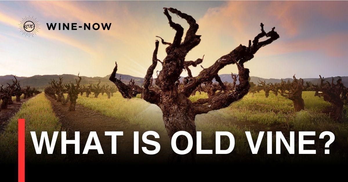 Blog - “Old Vine” คืออะไร? ยิ่งเก่ายิ่งดีจริงไหม? | WINE-NOW