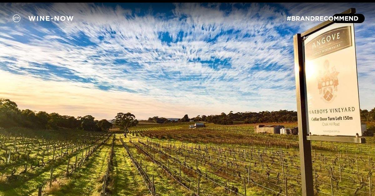 Blog - Angove - Australian Organic Wine ที่ส่งต่อความยอดเยี่ยมมาถึง 5 ยุคสมัย | WINE-NOW