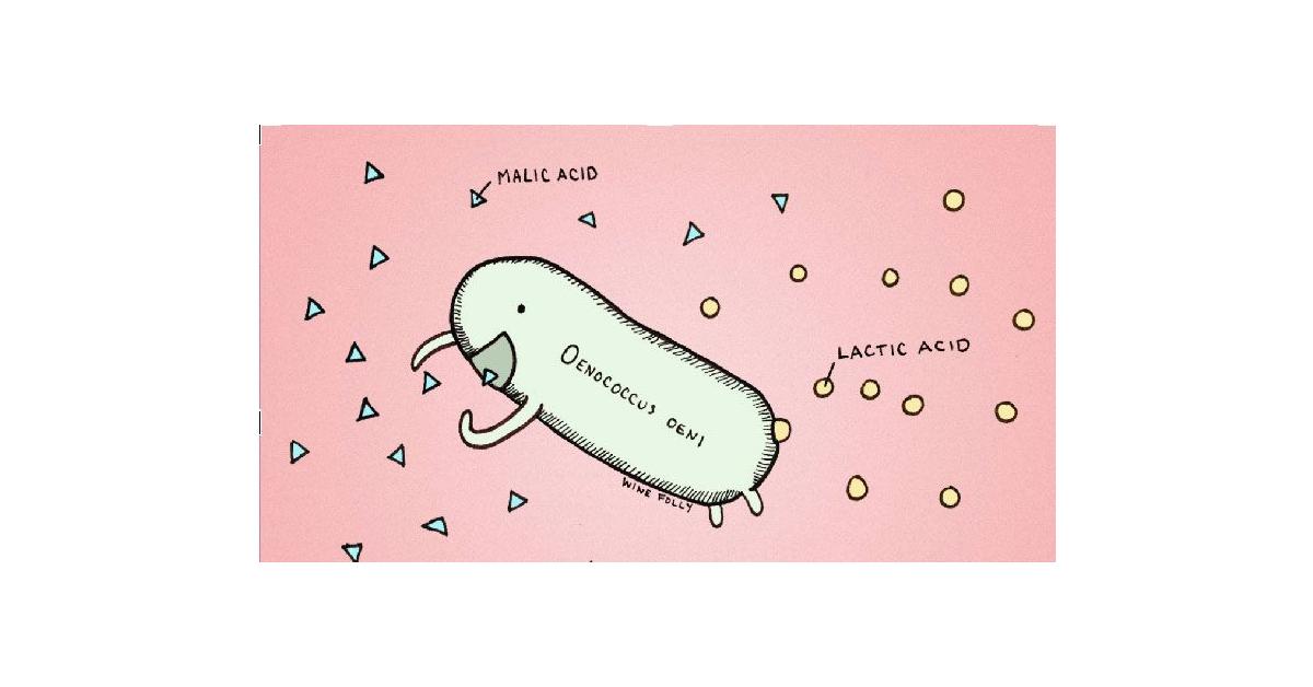 Blog - Ever wondered why some wines have a creamy or buttery taste ...