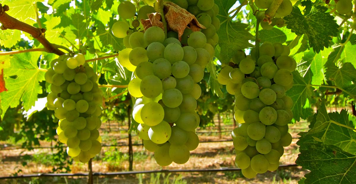 Blog - 18 พันธุ์องุ่นยอดนิยม สาระน่ารู้สำหรับนักดื่มไวน์ | WINE-NOW