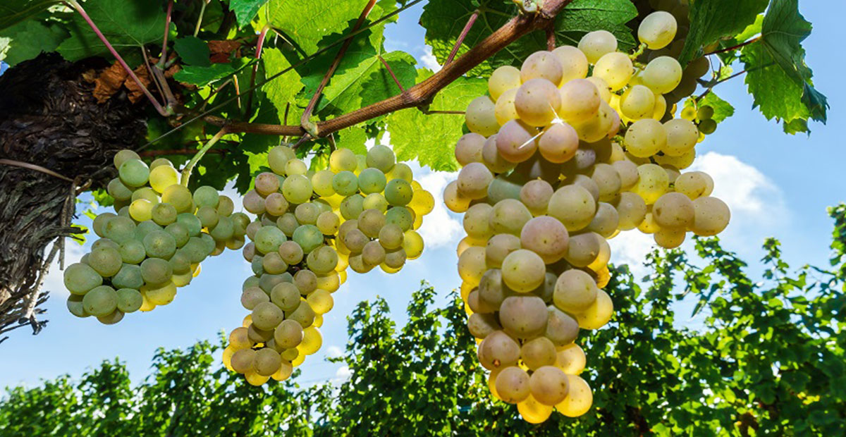 Blog - 18 พันธุ์องุ่นยอดนิยม สาระน่ารู้สำหรับนักดื่มไวน์ | WINE-NOW