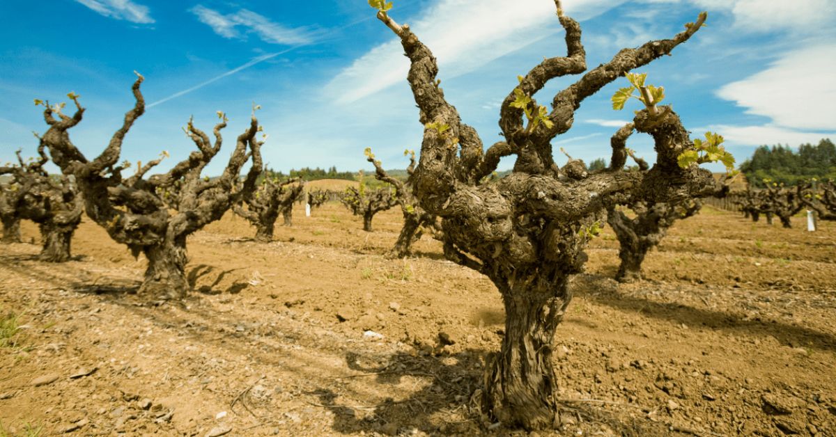 Blog - “Old Vine” คืออะไร? ยิ่งเก่ายิ่งดีจริงไหม? | WINE-NOW
