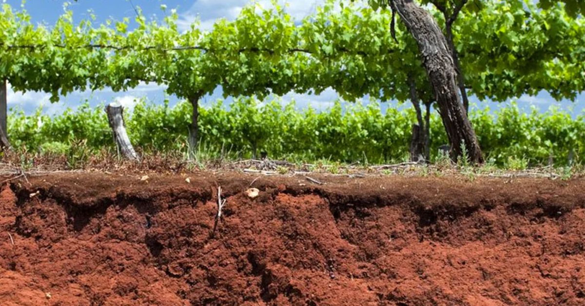 Blog - South Australia – ไวน์ออสเตรเลียเริ่มต้นที่นี่ | WINE-NOW