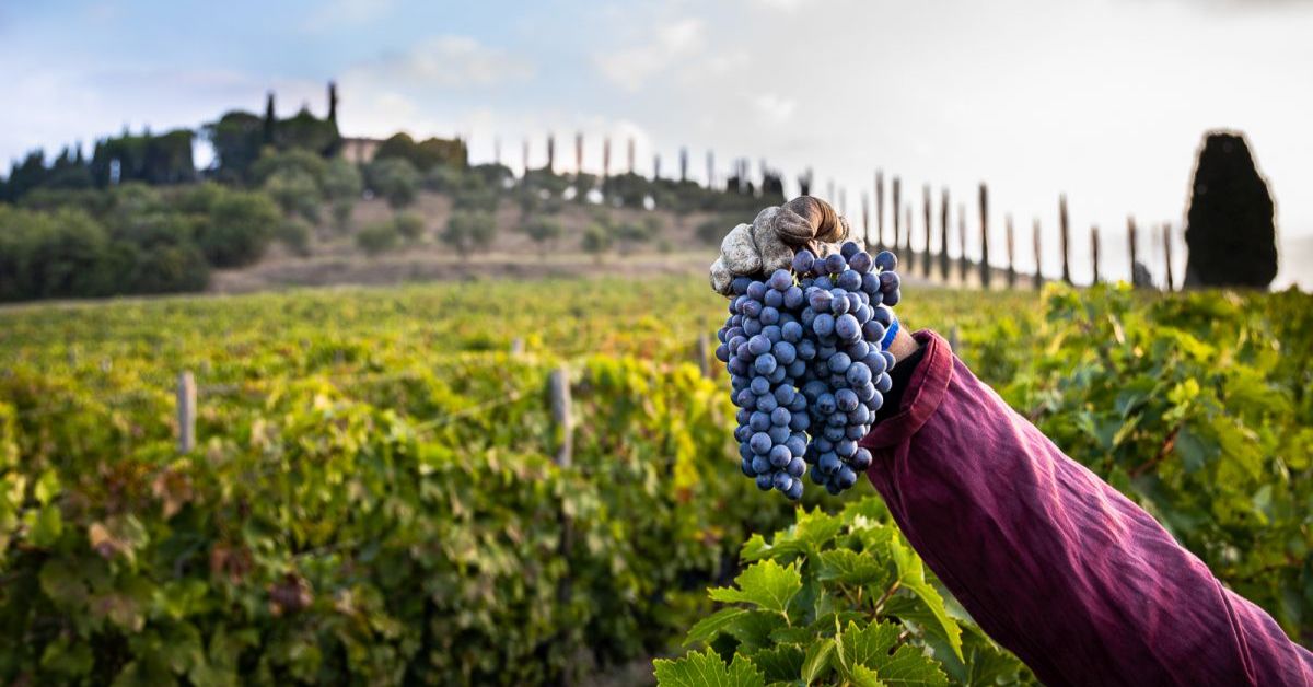 Blog - Argiano – เรื่องราวแห่ง Brunello di Montalcino ที่สะท้อนทั้ง ...