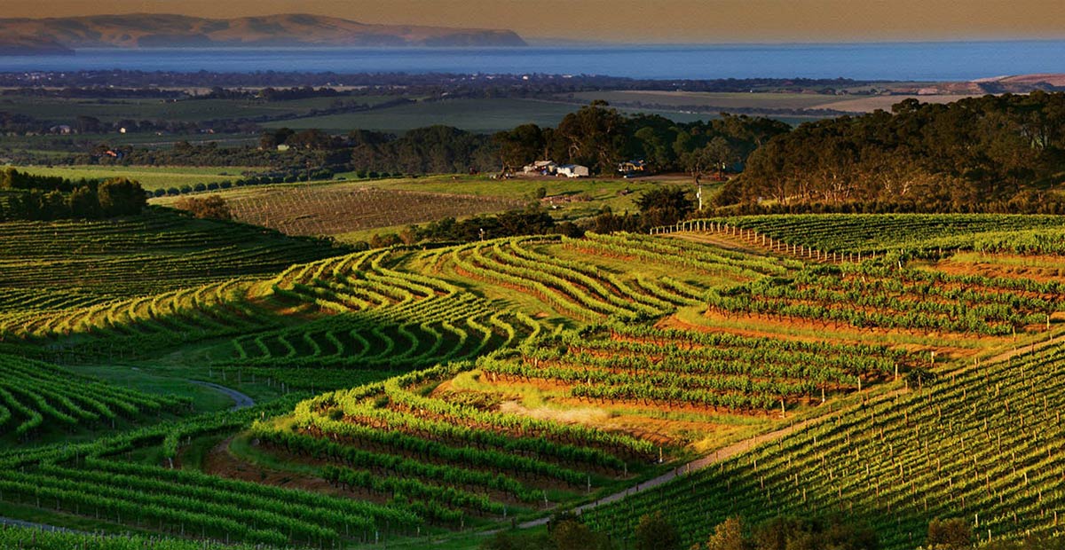 Blog - Angove - Australian Organic Wine ที่ส่งต่อความยอดเยี่ยมมาถึง 5 ...