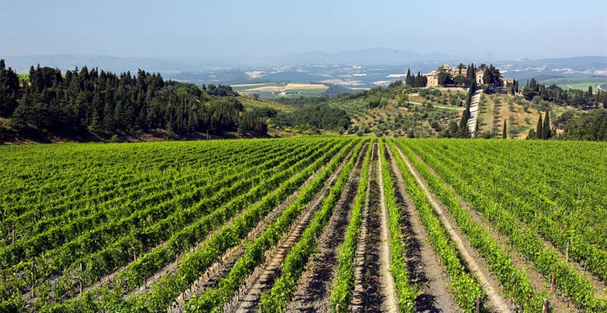 Blog - Frescobaldi - Italian Wine ที่ผสมผสานแก่นแท้ของ Tuscany | WINE-NOW